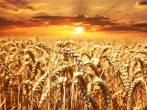 Indice PRAL : tout savoir sur cet indice ! - Alimentation et Nutrition