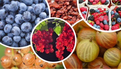 Indice ORAC - Alimentation et Nutrition